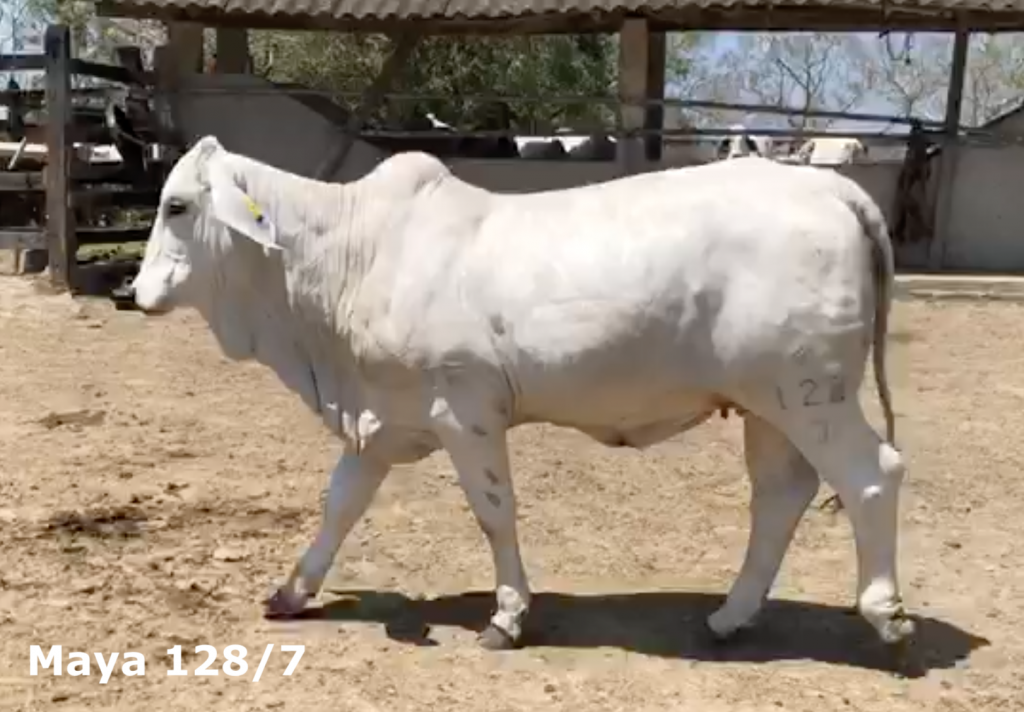 Hembras « Rancho Chapopote