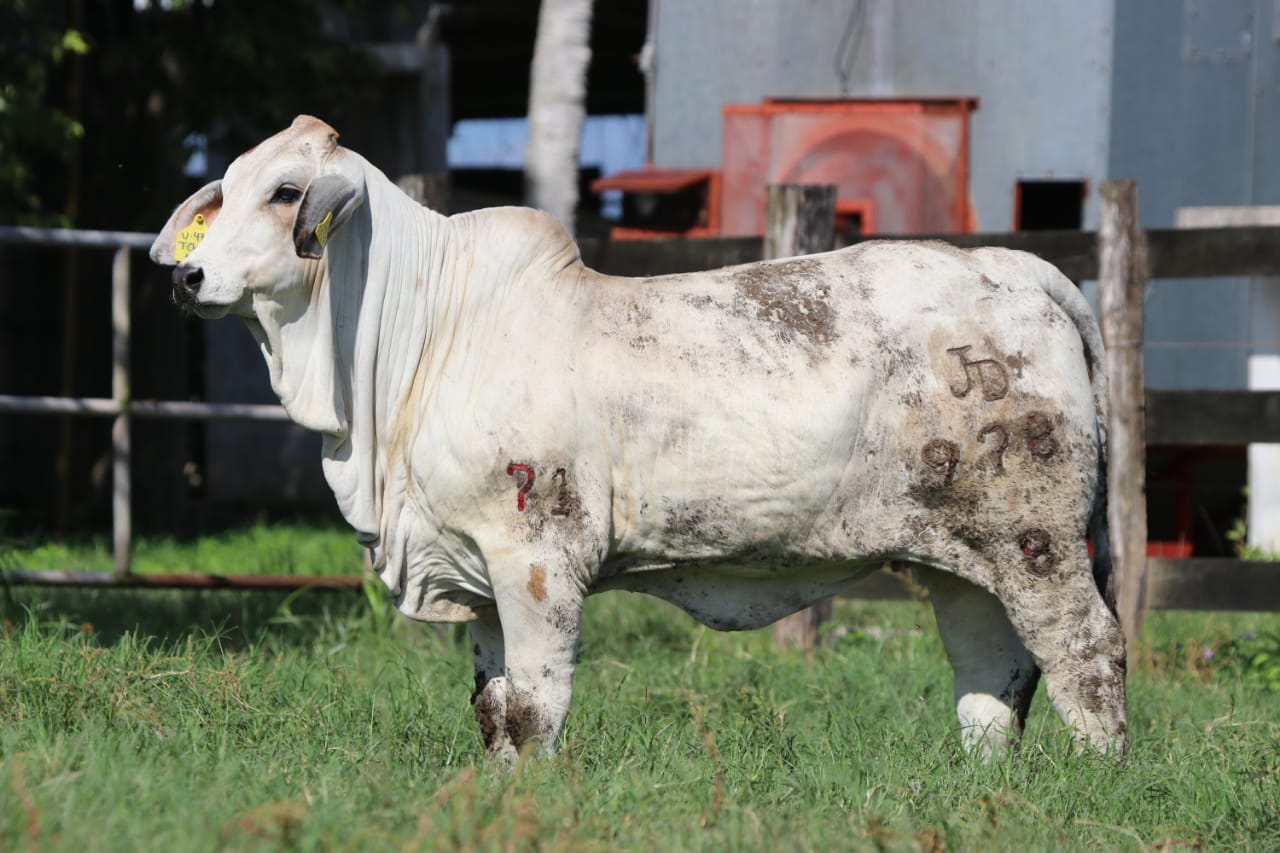 CHAPOPOTE 571 – Rancho Chapopote