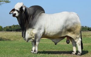 Sementales – Rancho Chapopote