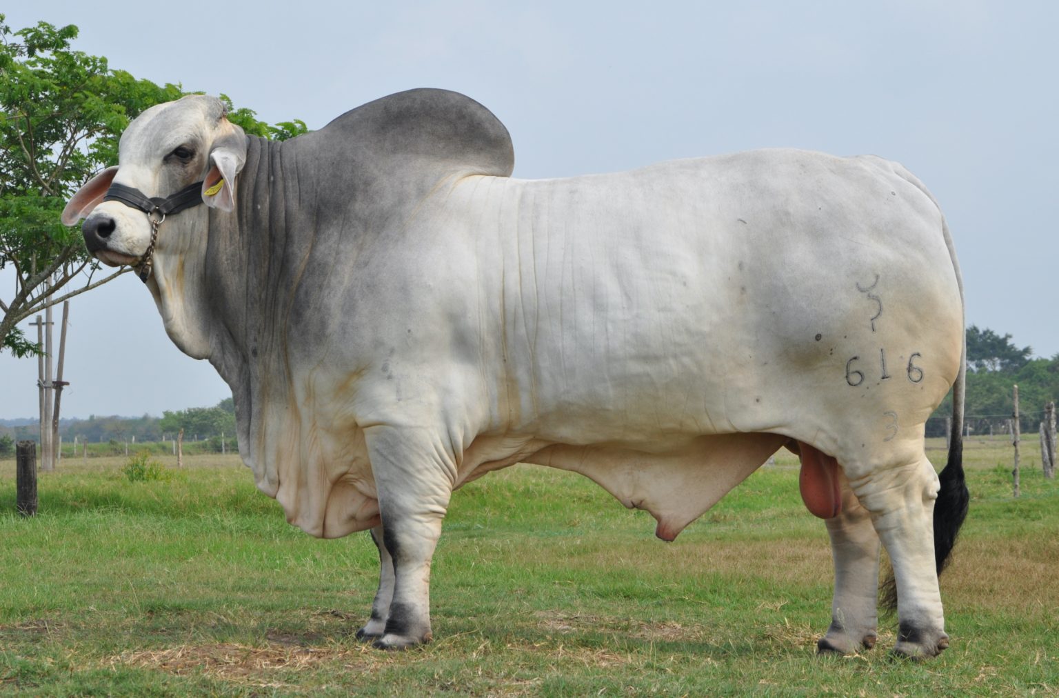 CHAPOPOTE 616 – Rancho Chapopote