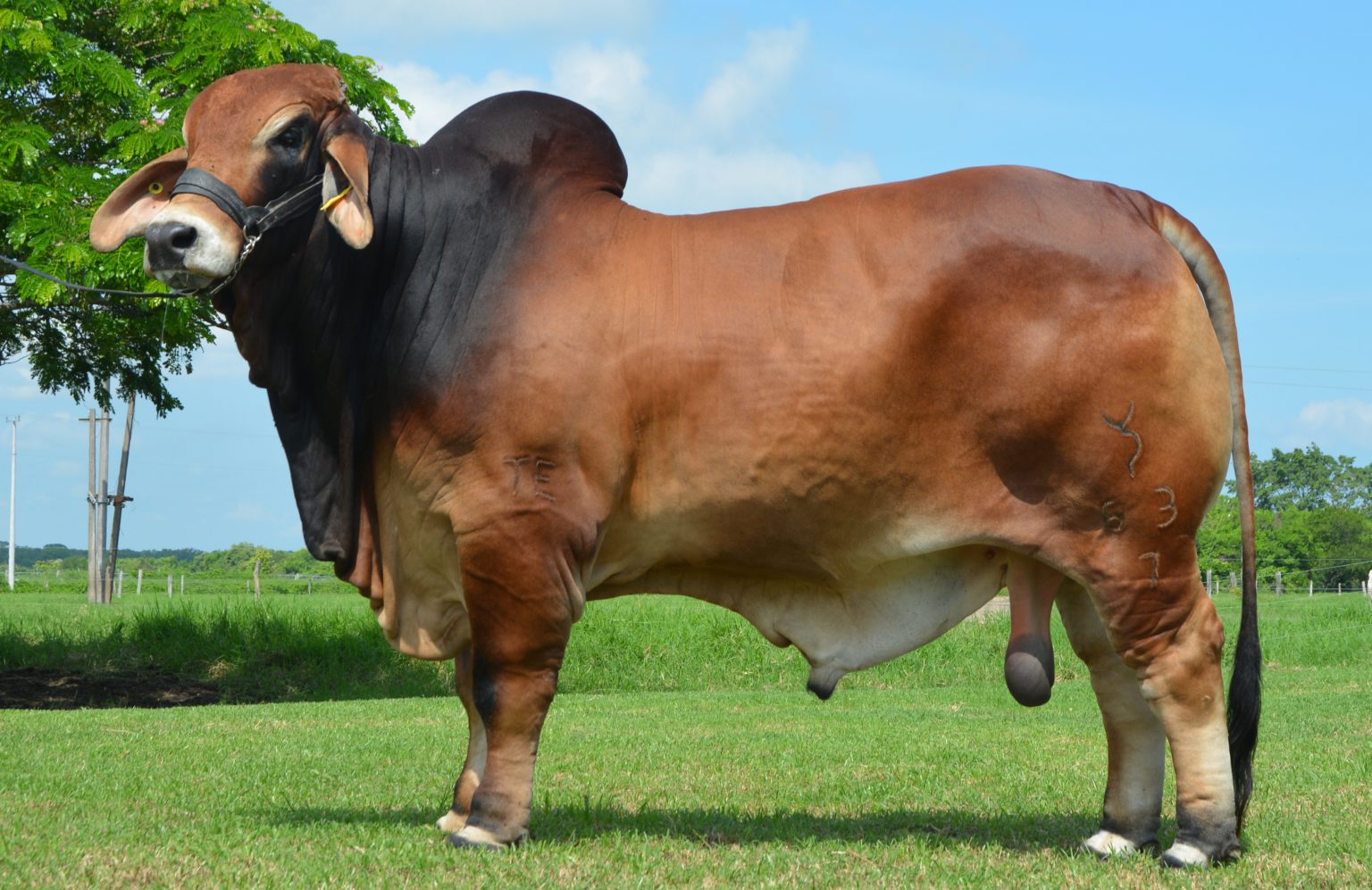 Sementales – Rancho Chapopote