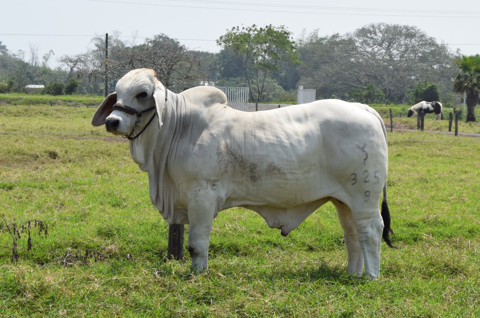 CHAPOPOTE 616 – Rancho Chapopote