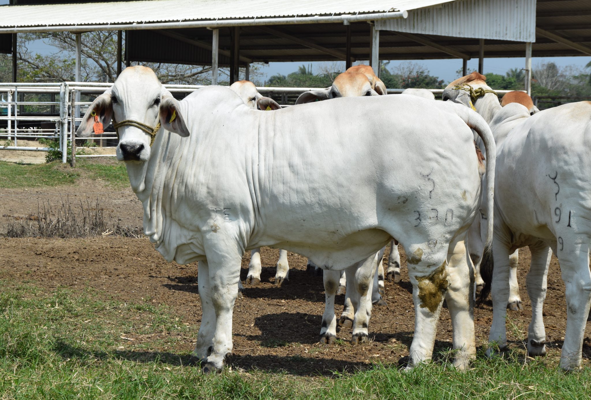 CHAPOPOTE 616 – Rancho Chapopote