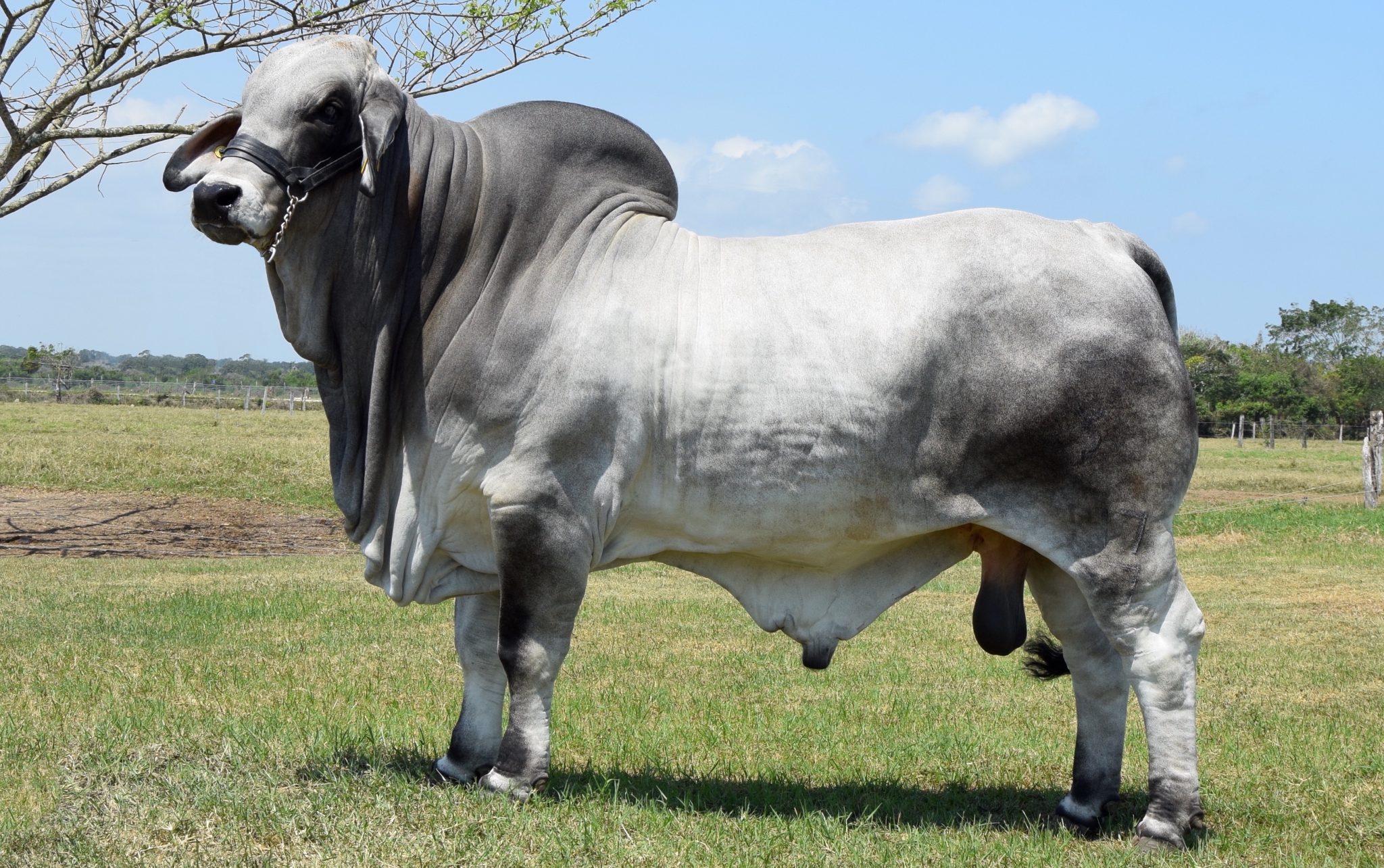 Sementales – Rancho Chapopote