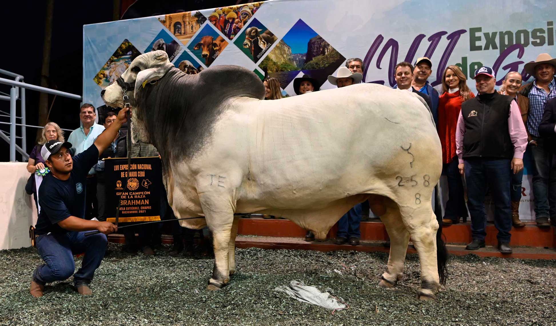 LVII EXPOSICION NACIONAL DE GANADO CEBÚ 2021 – Rancho Chapopote