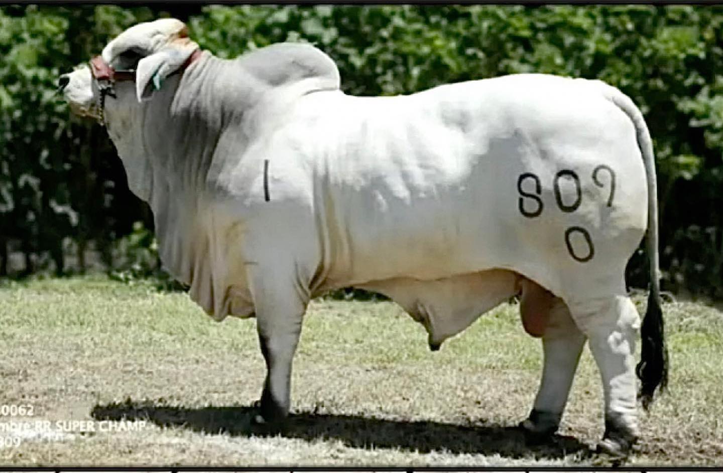 CHAPOPOTE 616 – Rancho Chapopote