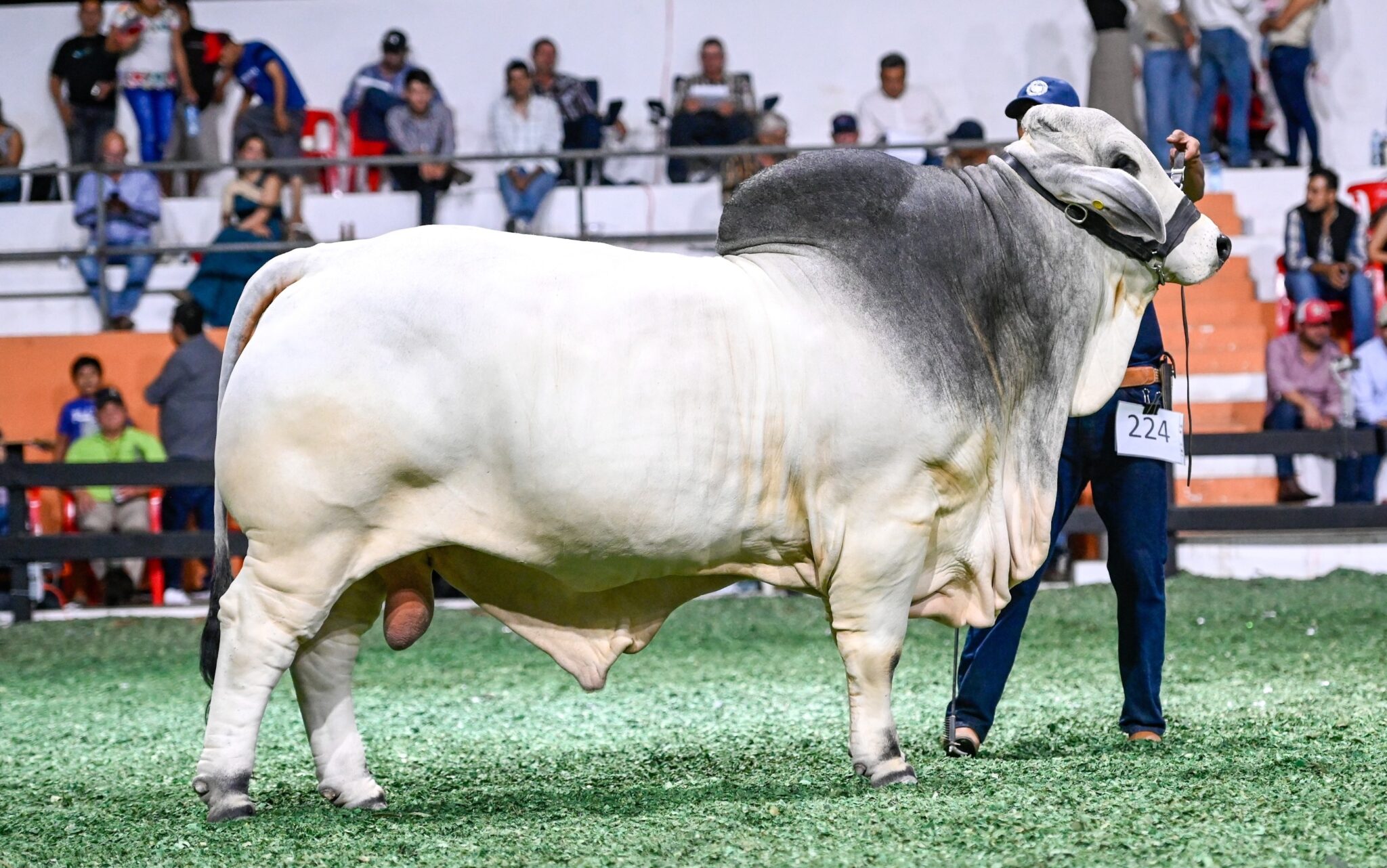 XXV EXPOSICION NACIONAL DE GANADO BRAHMAN – Rancho Chapopote