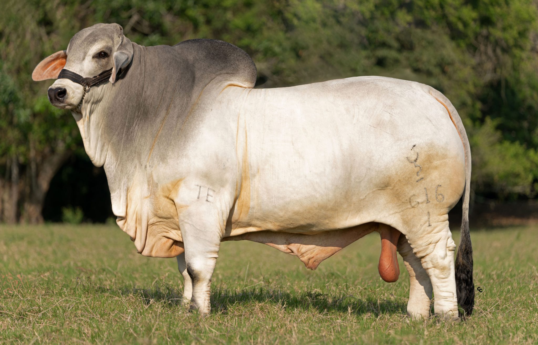 Sementales – Rancho Chapopote